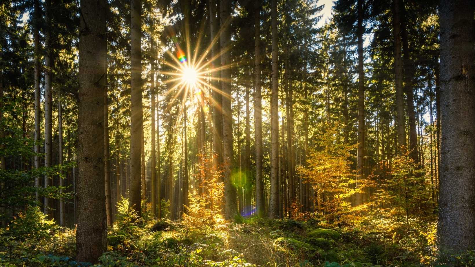 50 Forest Quotes - The True Power Of Forests
