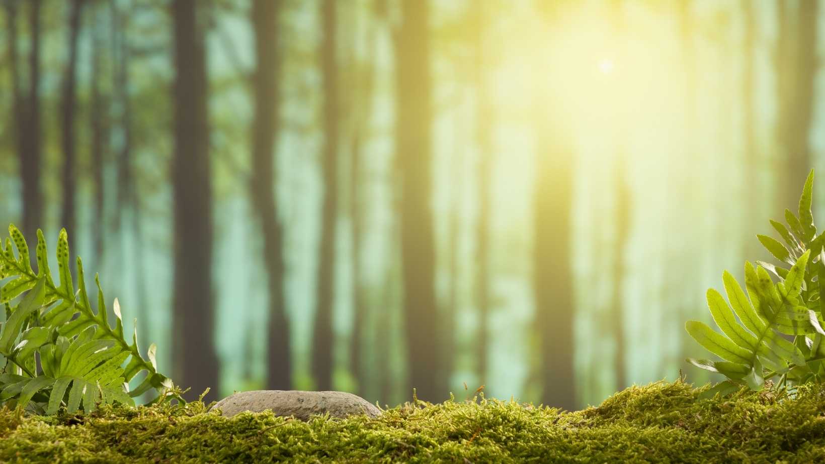 50 Forest Quotes - The True Power Of Forests