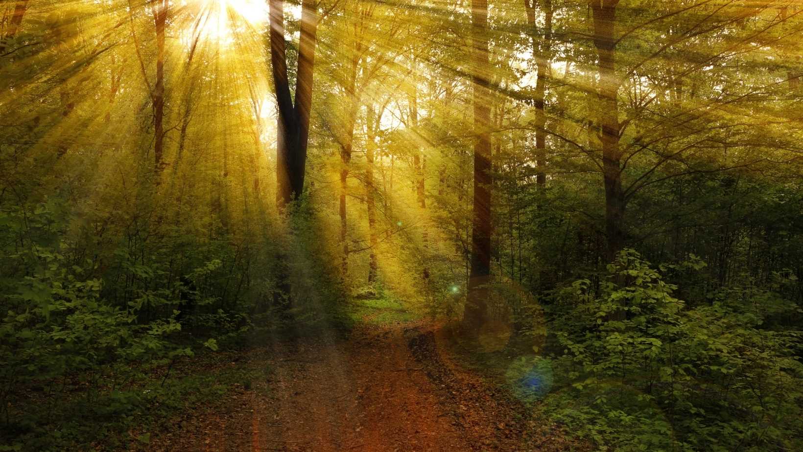 50 Forest Quotes - The True Power Of Forests